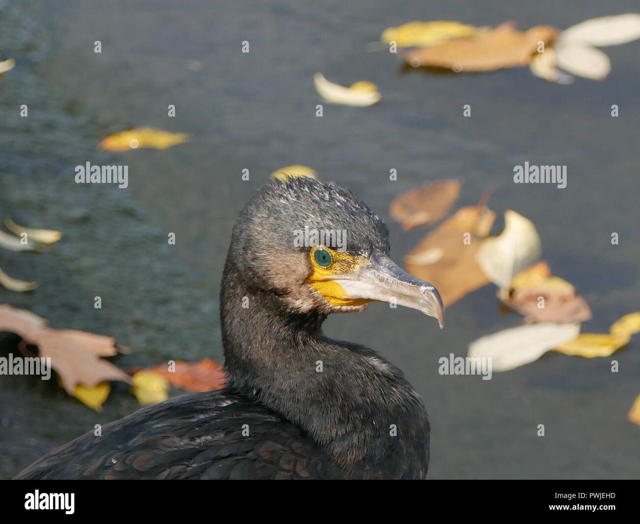 Angry blue bird hi-res stock photography and images - Alamy