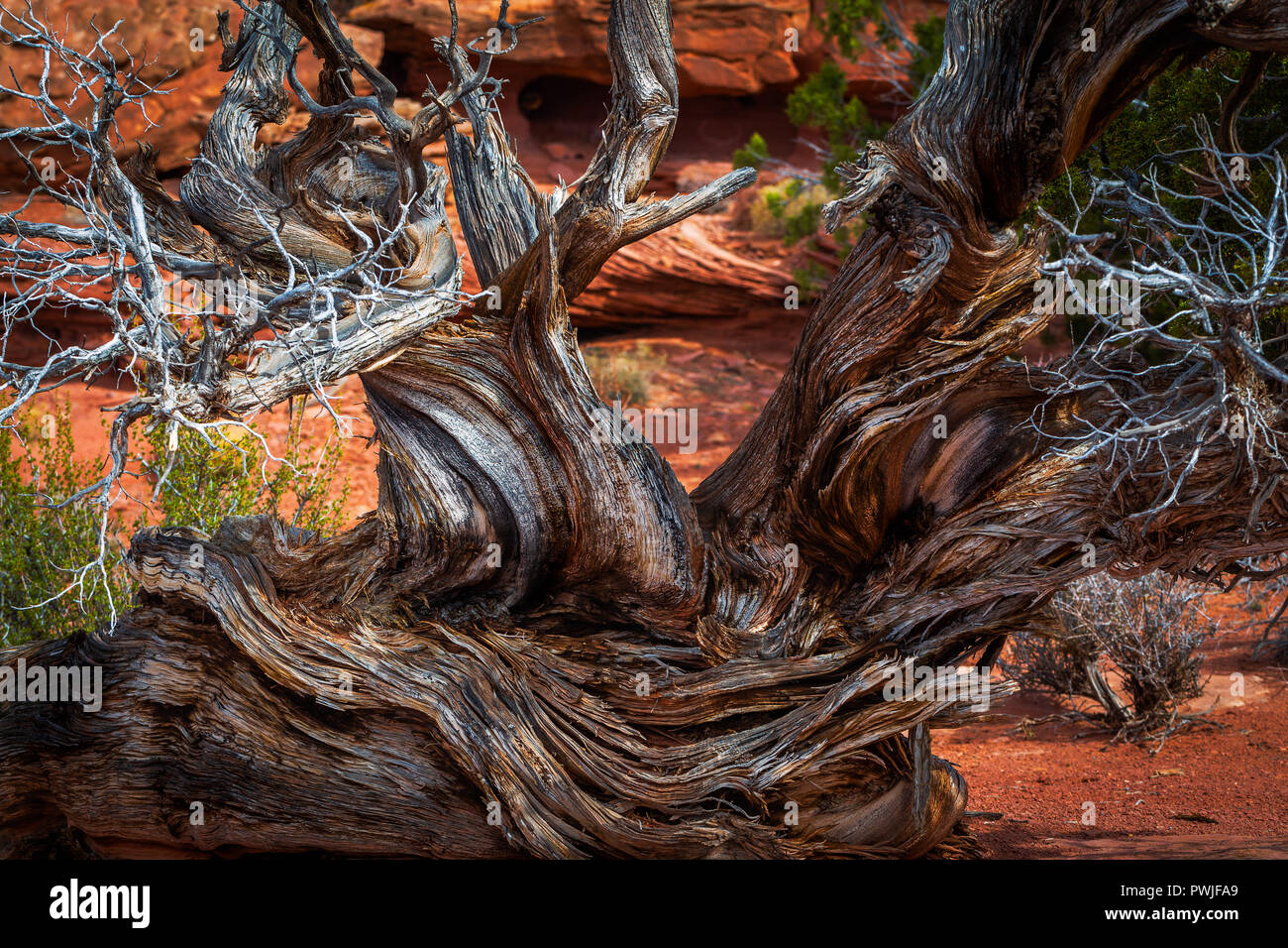 Arches National Park Dead Twisted Tree Stock Photo - Alamy