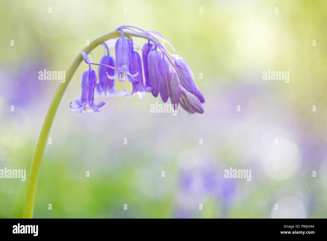 Common Bluebell flower Head, Waresley Woods Cambridgeshire Stock Photo ...