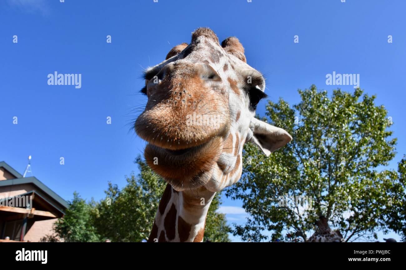 Giraffe dad hi-res stock photography and images - Alamy