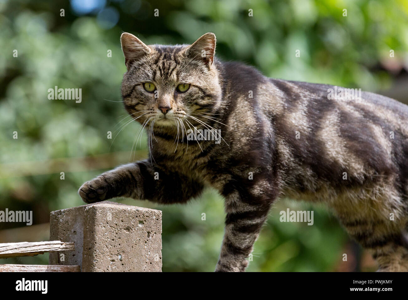 Cat prowling domestic hi-res stock photography and images - Alamy