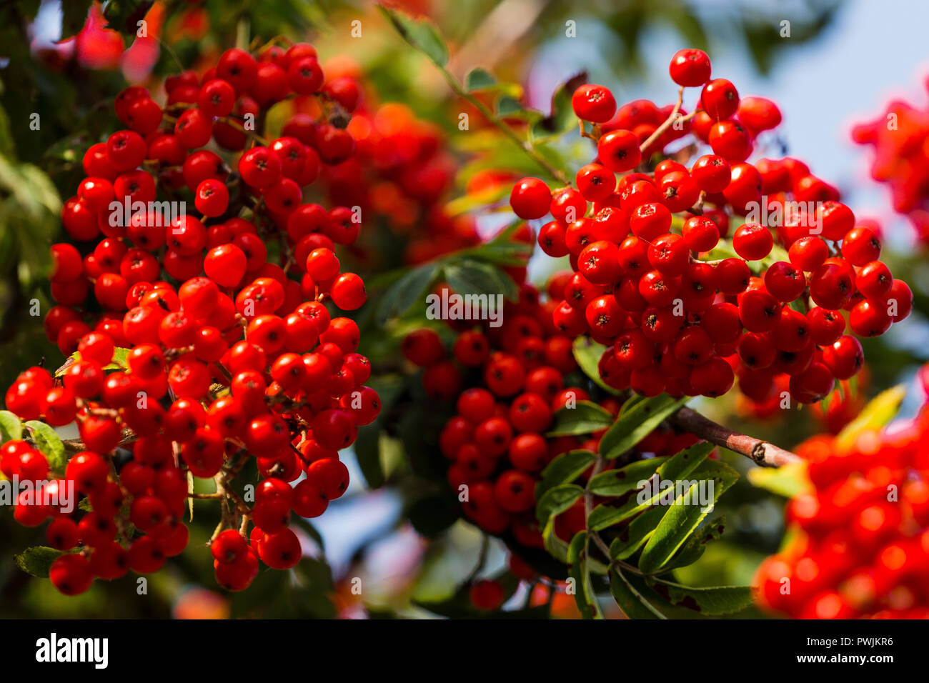 Cotoneaster tree hi-res stock photography and images - Alamy