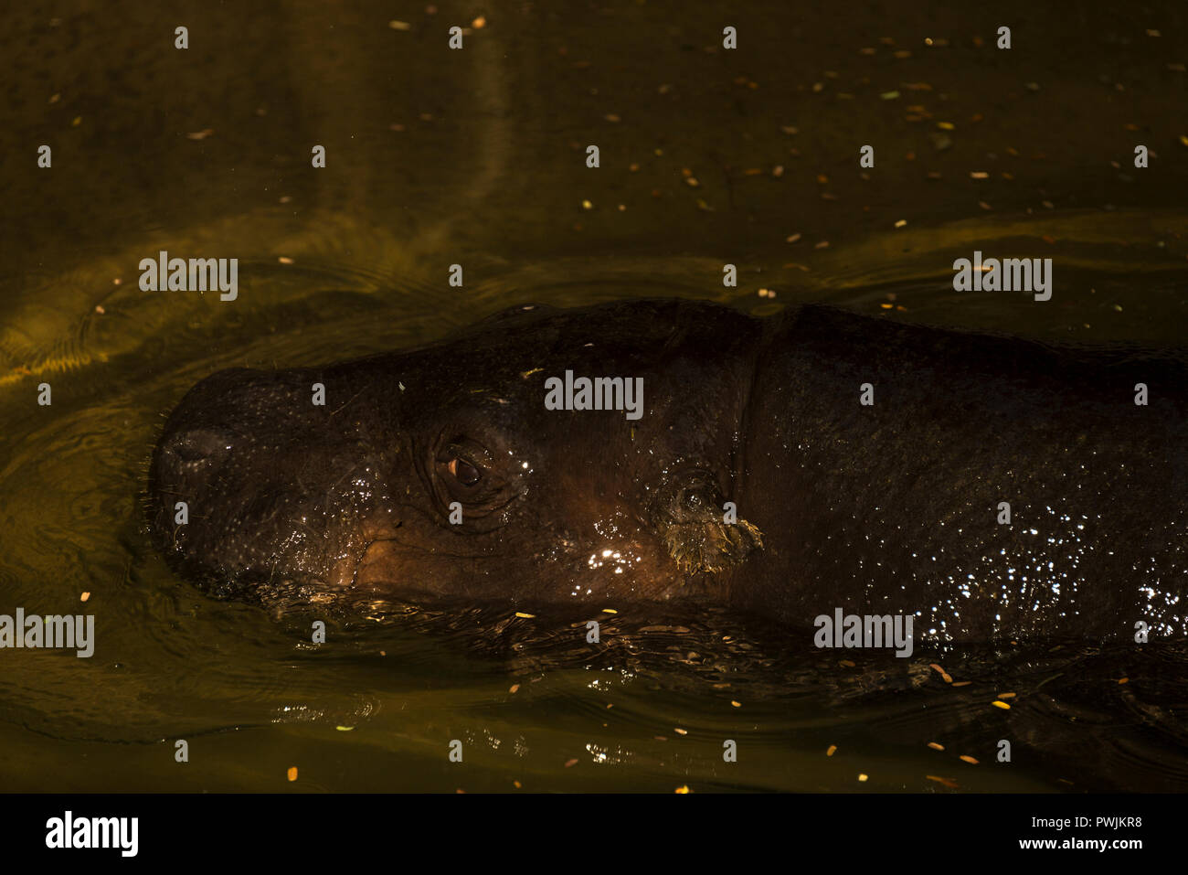 Pygmy Hippopotamus (Choeropsis liberiensis Stock Photo - Alamy