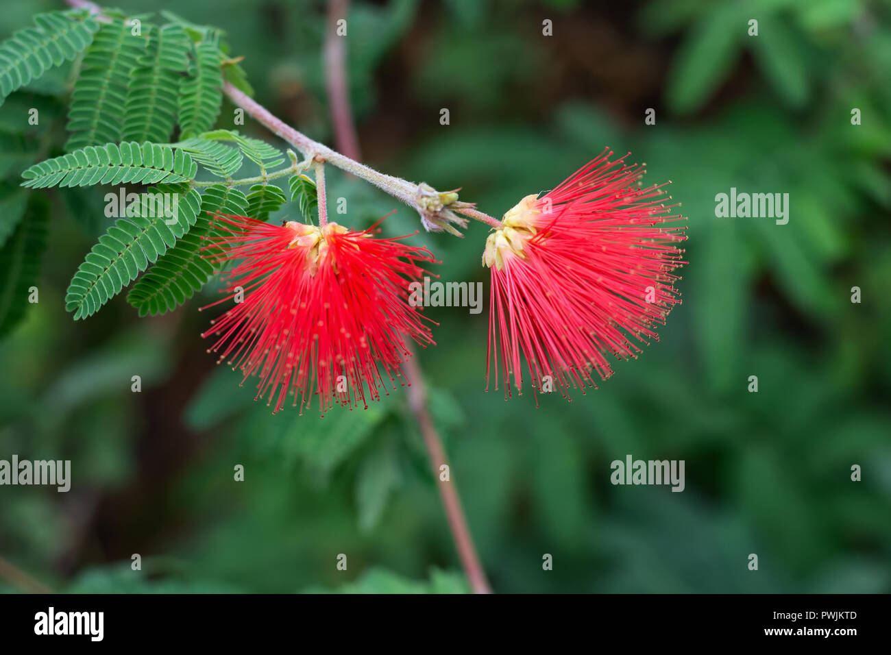Red exotic flower hi-res stock photography and images - Alamy
