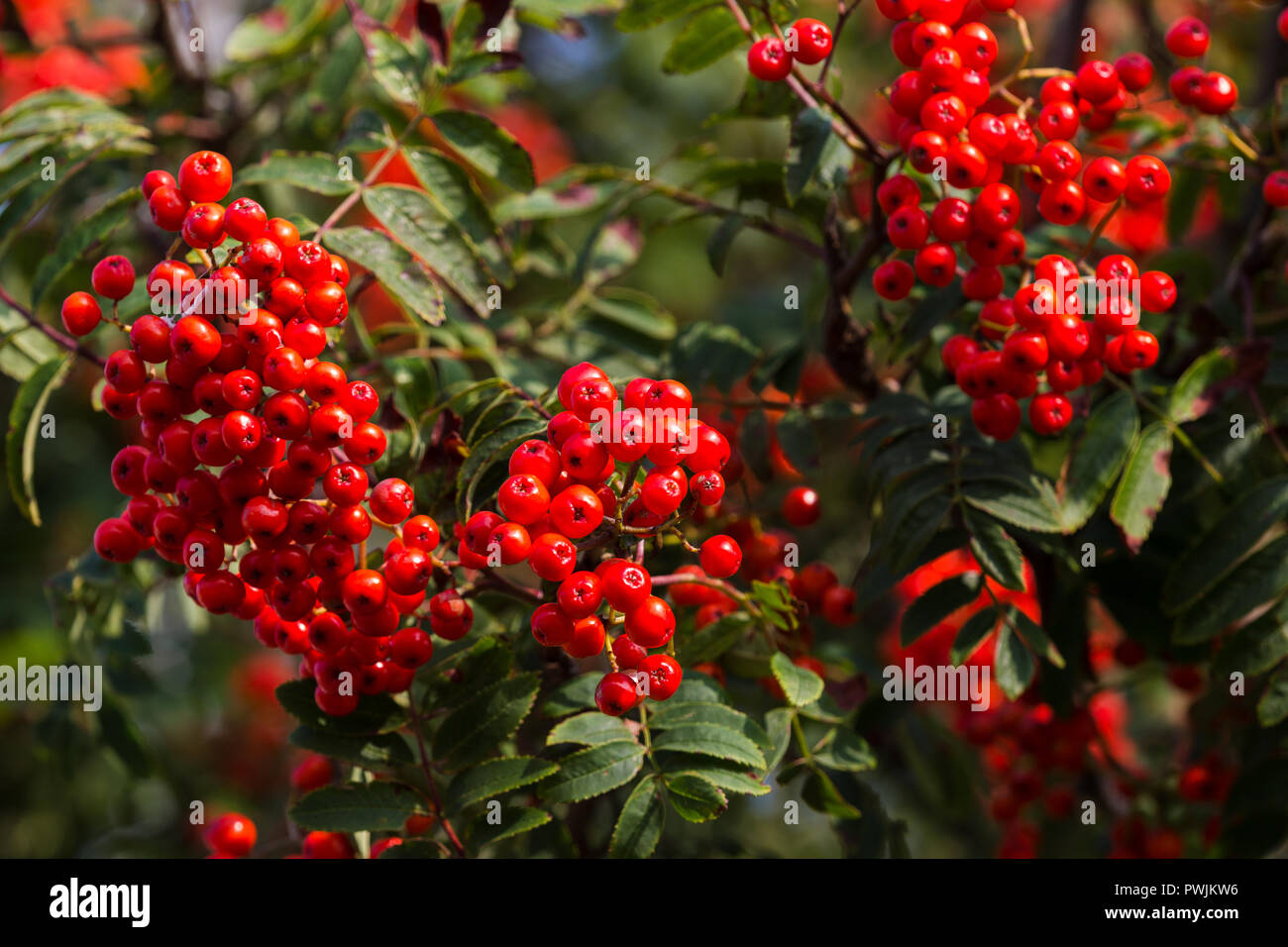Cotoneaster Tree with Bright Red Berries in Autumn Stock Photo - Alamy