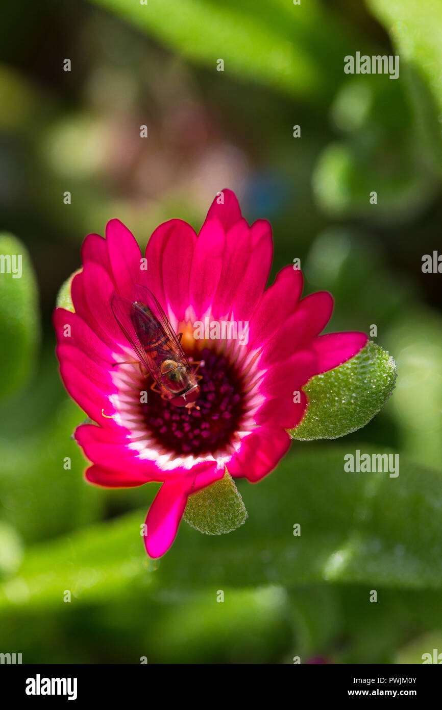 Bright Pink Livingstone Daisy High Resolution Stock Photography and ...