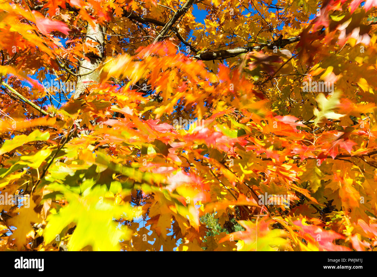 autumn leaves being blown by breeze in sunshine England UK Stock Photo ...
