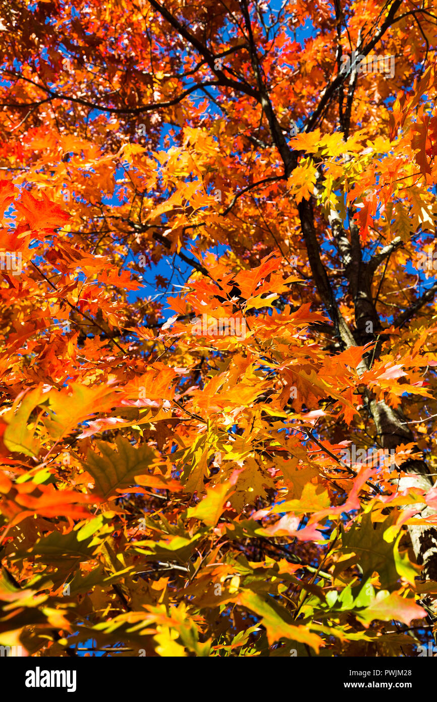 autumn leaves in sunshine England UK Stock Photo - Alamy