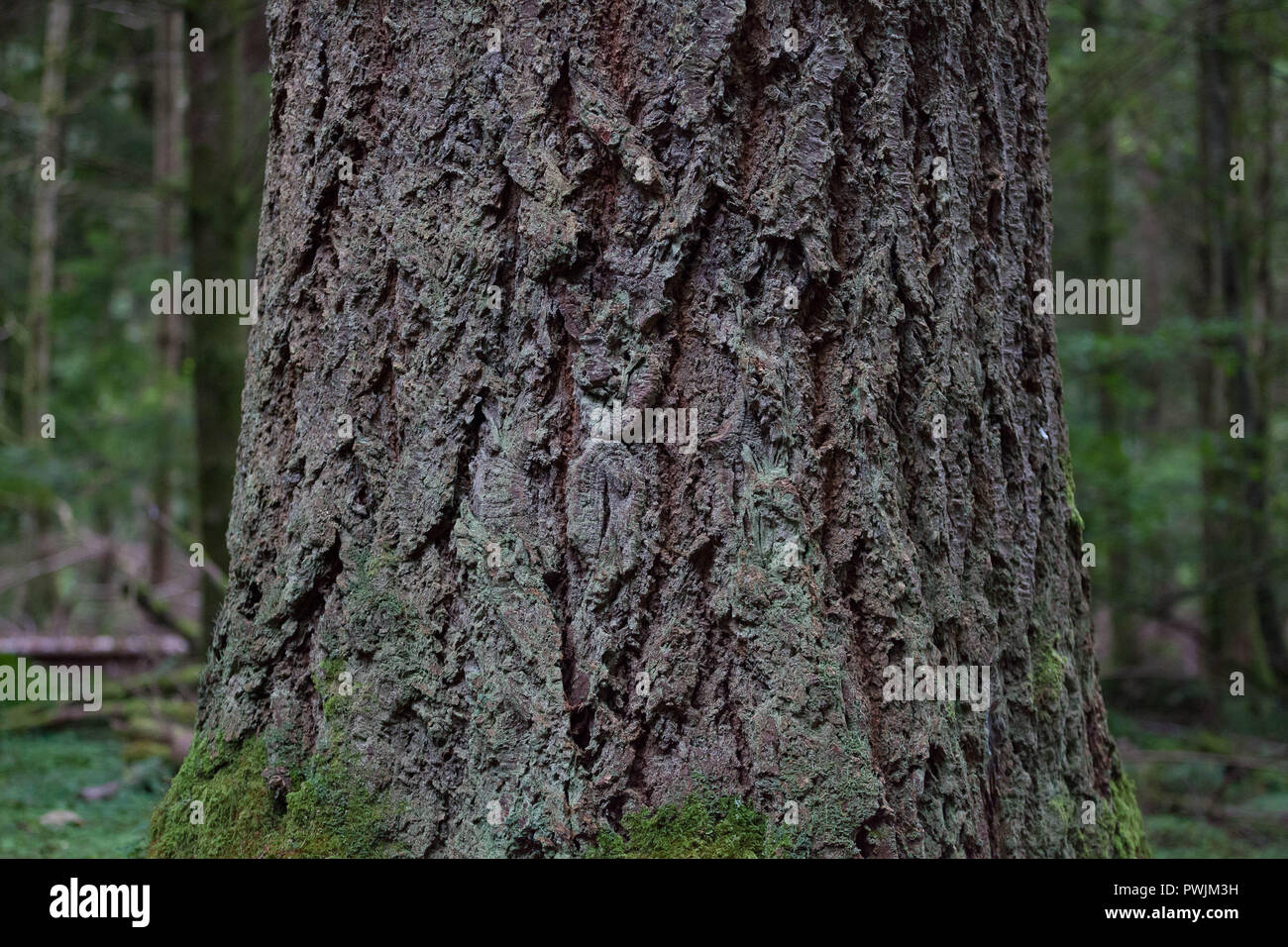 Dunkeld tree hi-res stock photography and images - Alamy