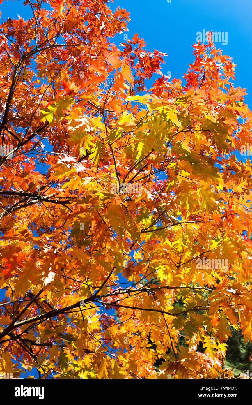 autumn leaves in sunshine England UK Stock Photo - Alamy