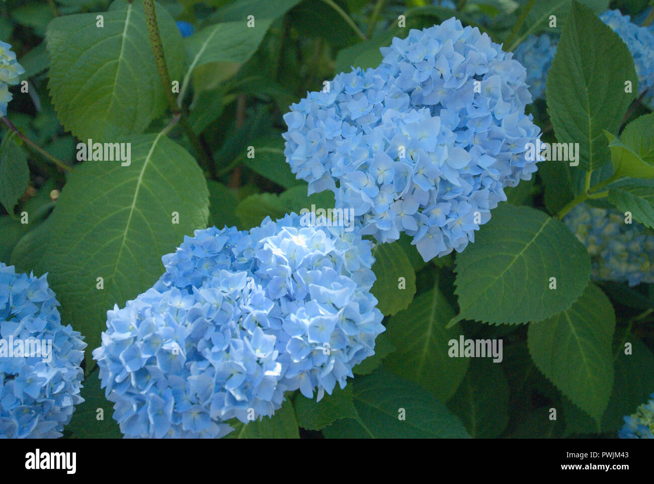 Flowering hydrangeas hi-res stock photography and images - Alamy