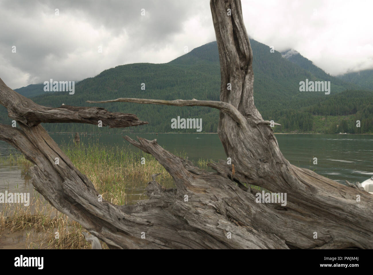 Driftwood on the beach at Stave Lake in Mission, British Columbia ...