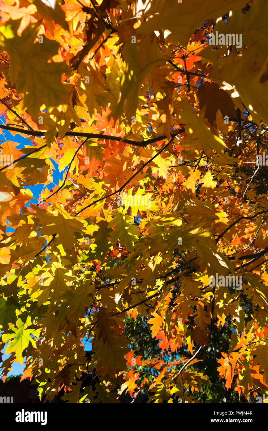 autumn leaves in sunshine England UK Stock Photo - Alamy