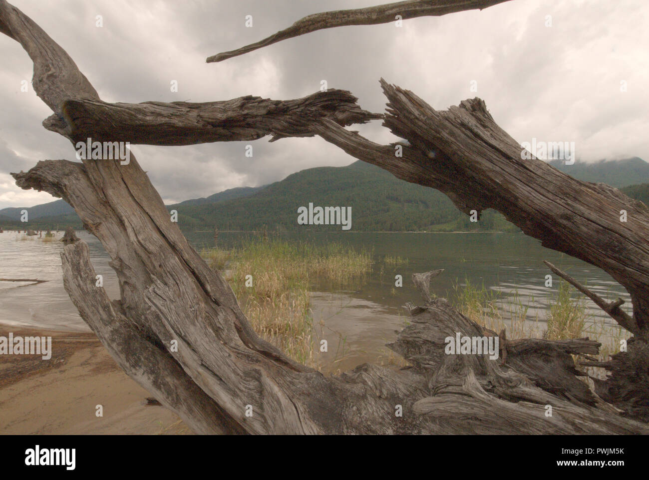 Driftwood on the beach at Stave Lake in Mission, British Columbia ...