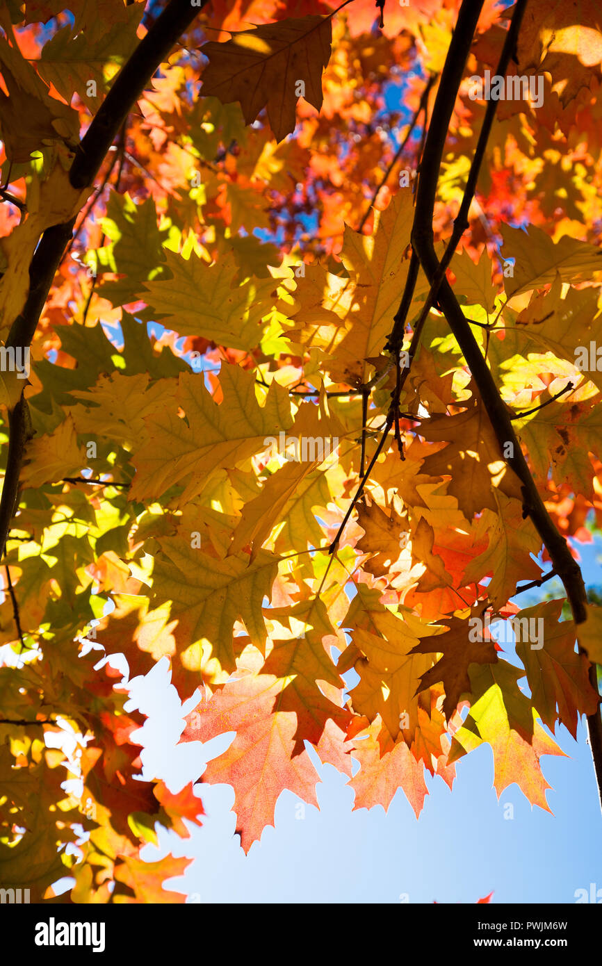 autumn leaves shot Contre-jour in sunshine England UK Stock Photo - Alamy