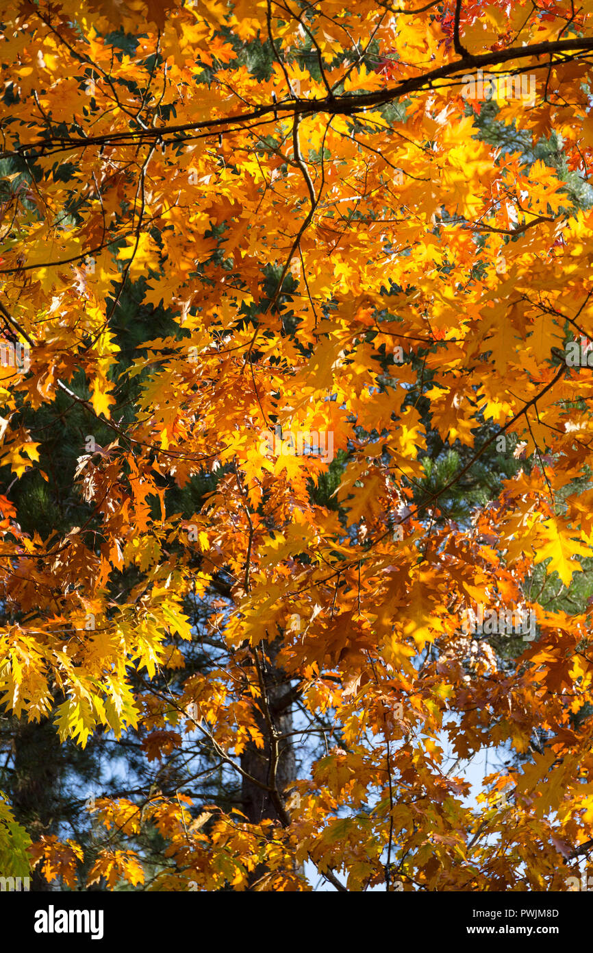 autumn leaves in sunshine England UK Stock Photo - Alamy