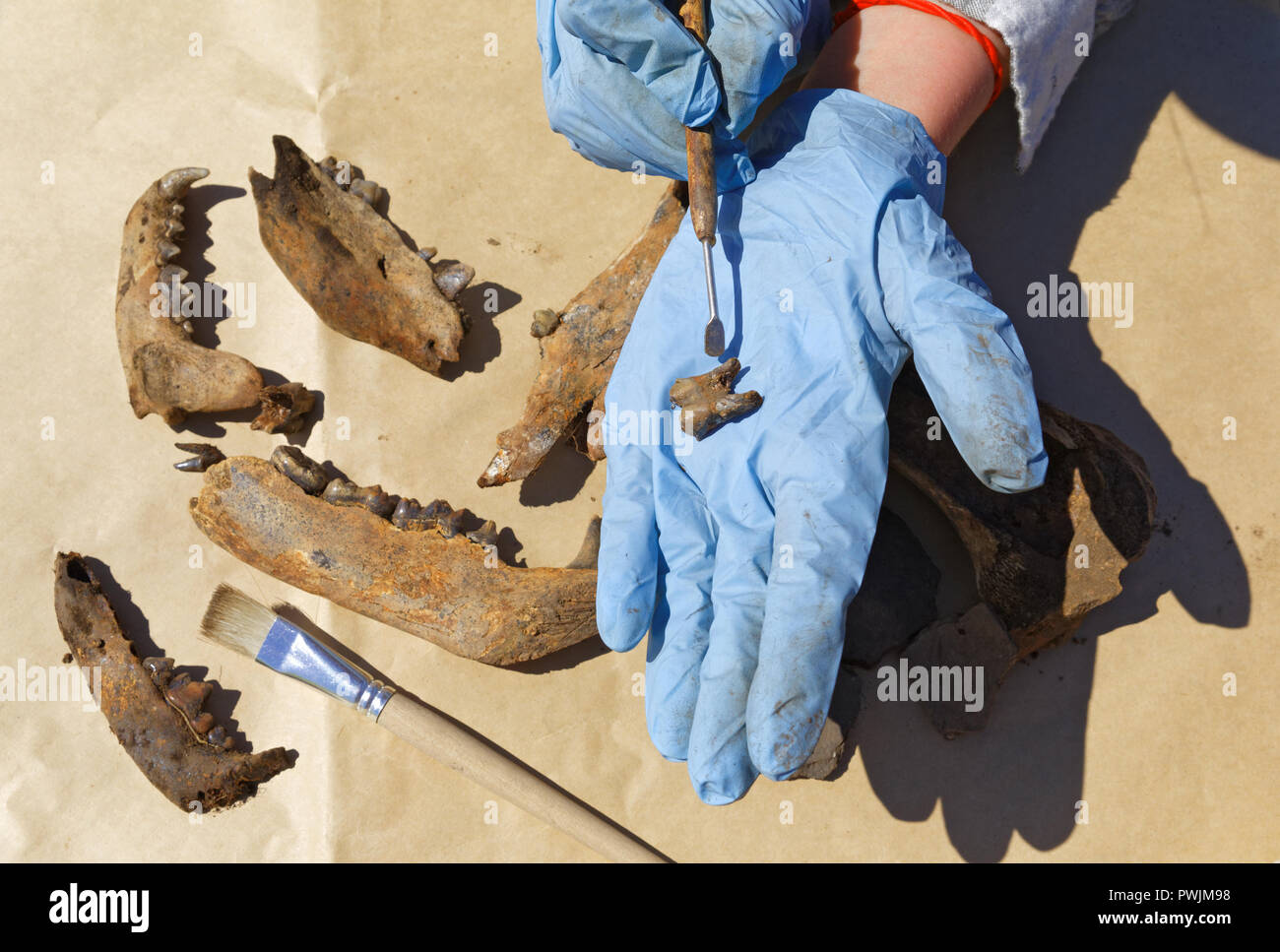 Archaeologist scraper cleans finds-jaws and teeth of medieval animals ...