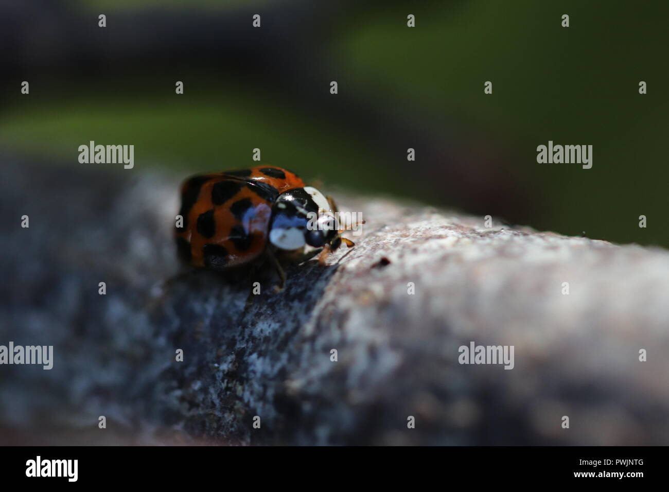 Ladybug in the forest hi-res stock photography and images - Alamy