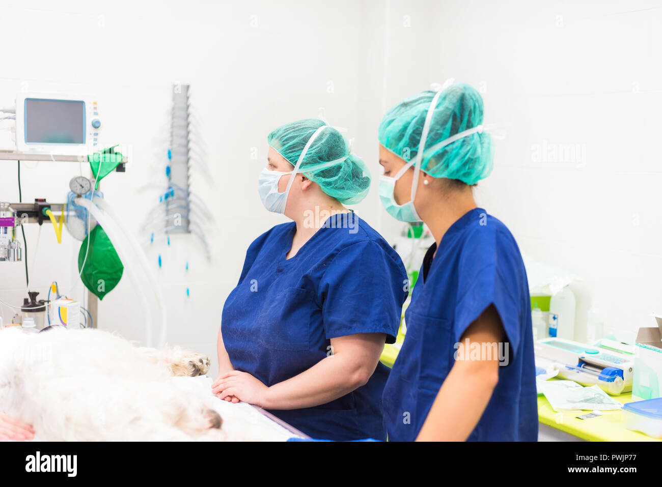 Group of veterinarian surgeons at work Stock Photo - Alamy