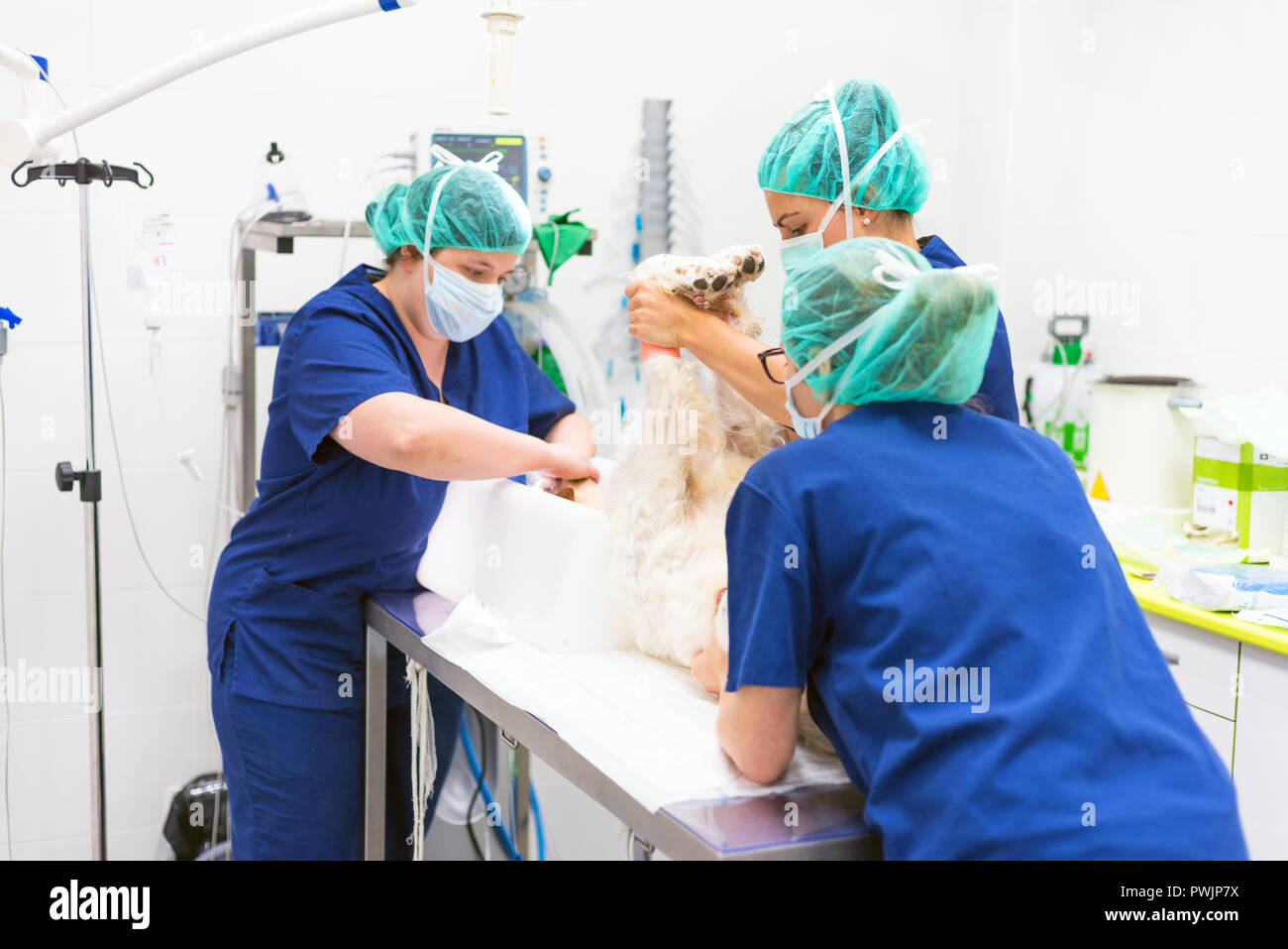 Group of veterinarian surgeons at work Stock Photo - Alamy