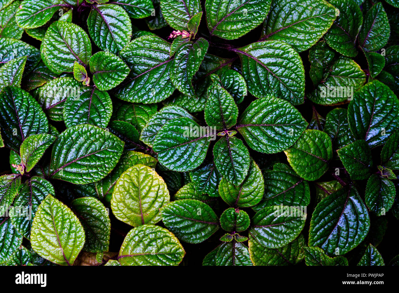 green mint texture, spicy grass Stock Photo - Alamy