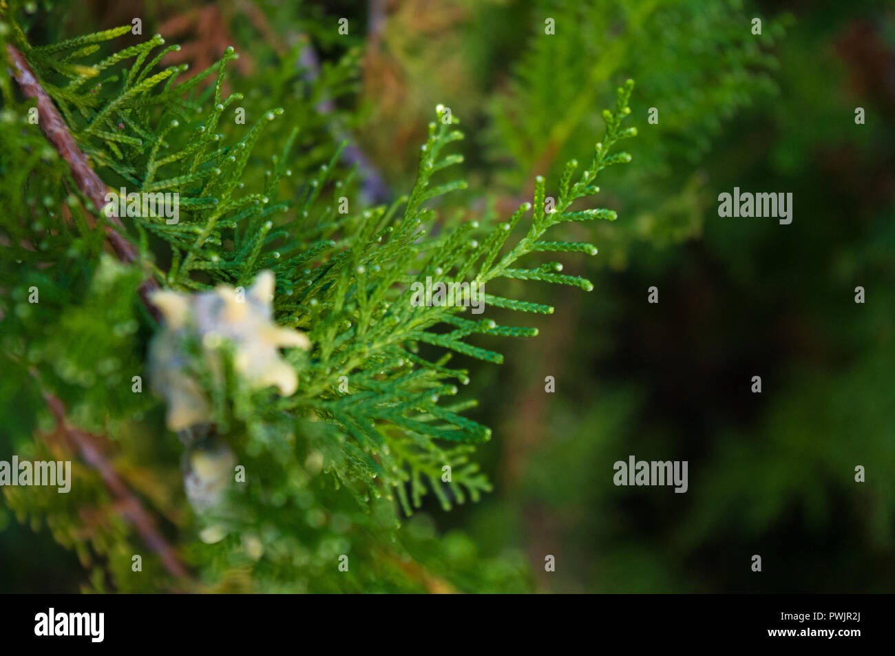 Incense cedar tree Calocedrus decurrens branch close up. Thuja cones ...