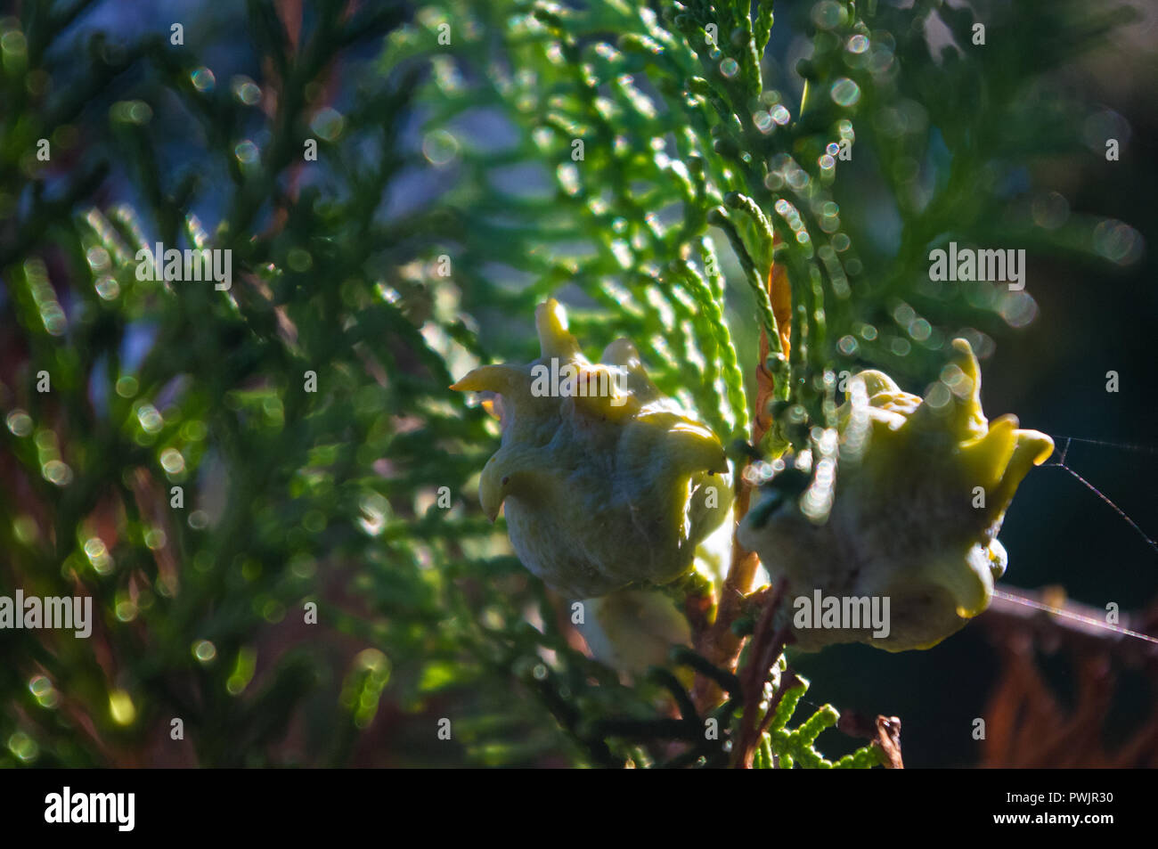 Incense cedar tree Calocedrus decurrens branch close up. Thuja cones ...
