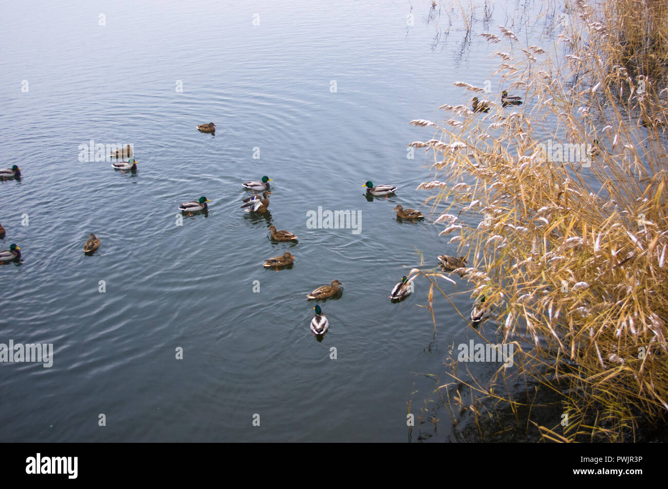 Duck with water running off bill hi-res stock photography and images ...