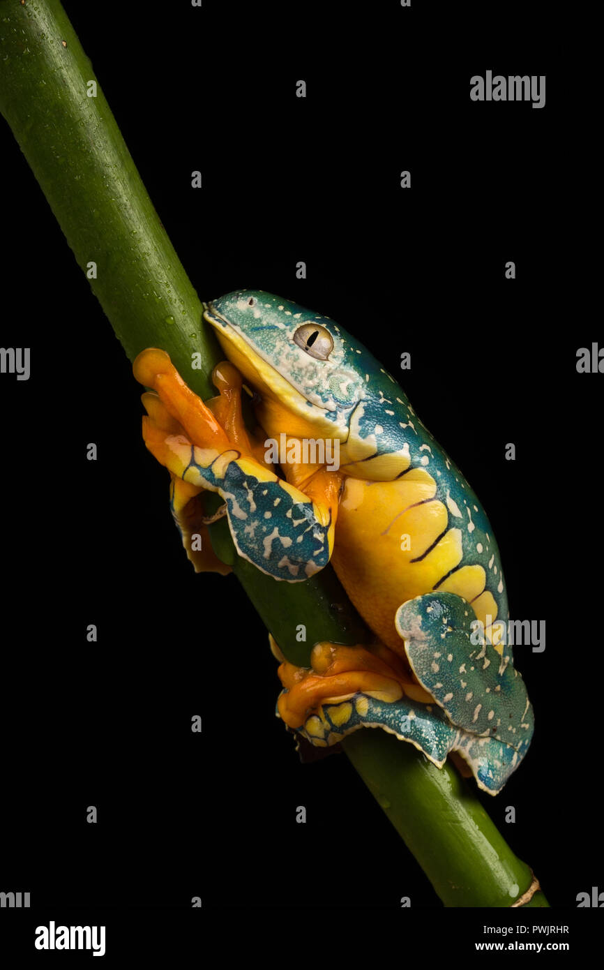 Fringed leaf frog (Cruziohyla craspedopus Stock Photo - Alamy