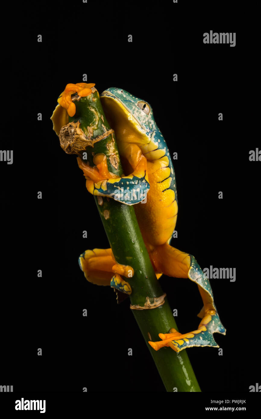 Fringed leaf frog (Cruziohyla craspedopus Stock Photo - Alamy