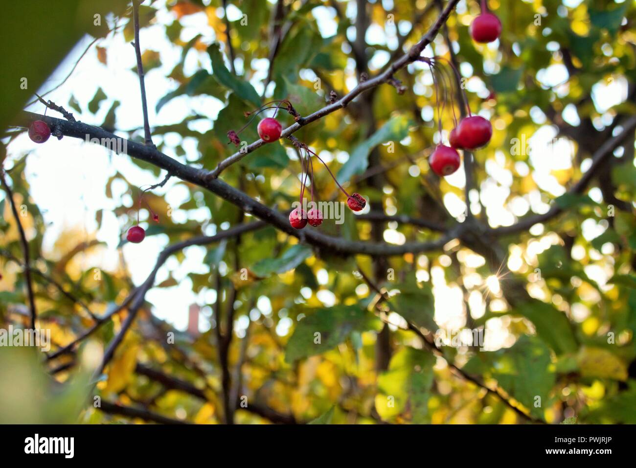 Fruit on Branches Stock Photo - Alamy