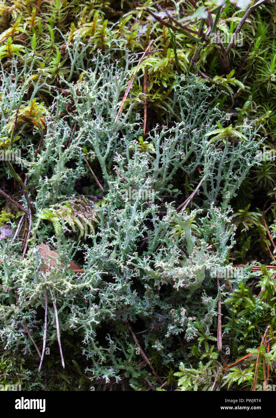 Cup lichen growth (Cladonia furcata Stock Photo - Alamy