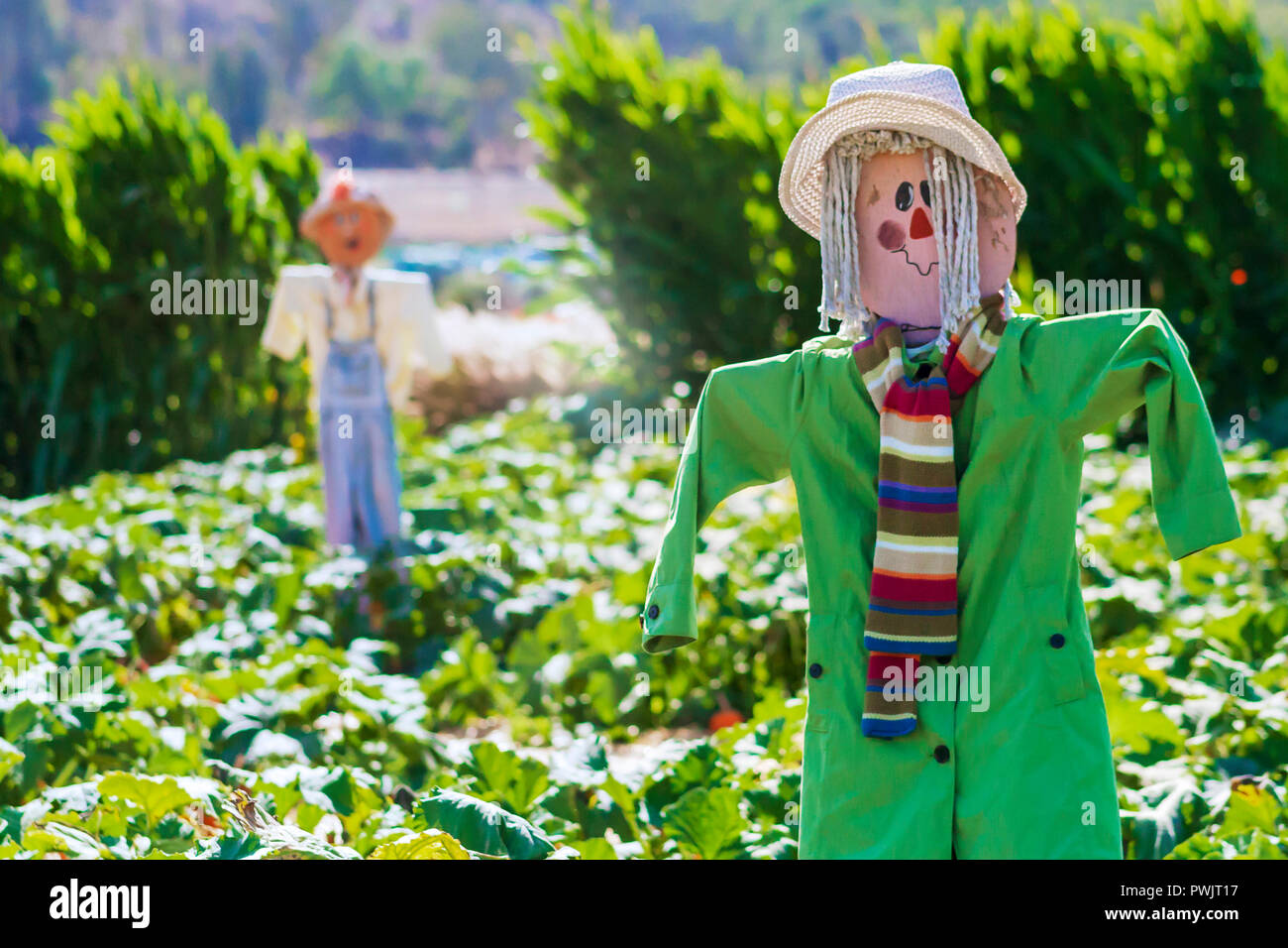 Scarecrow scarecrows agriculture agricultural hi-res stock photography ...