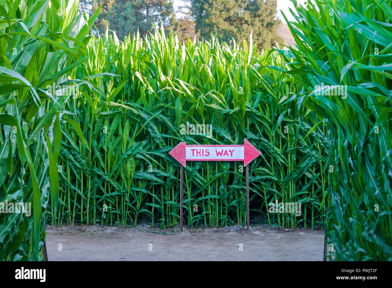 Corn maze with directional sign Stock Photo - Alamy