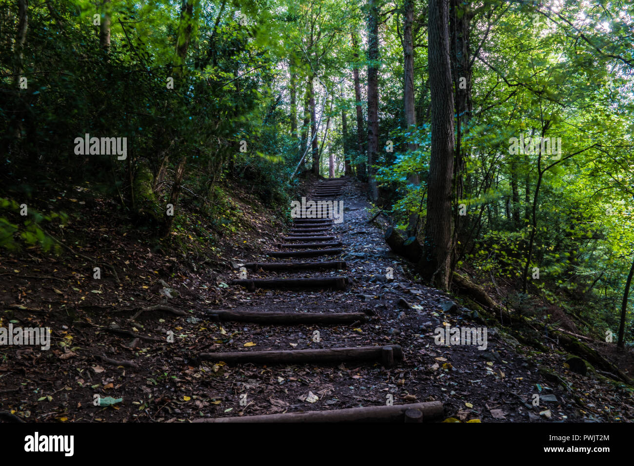 Path with steps rising into the wood at the Leete Path, Loggerheads ...