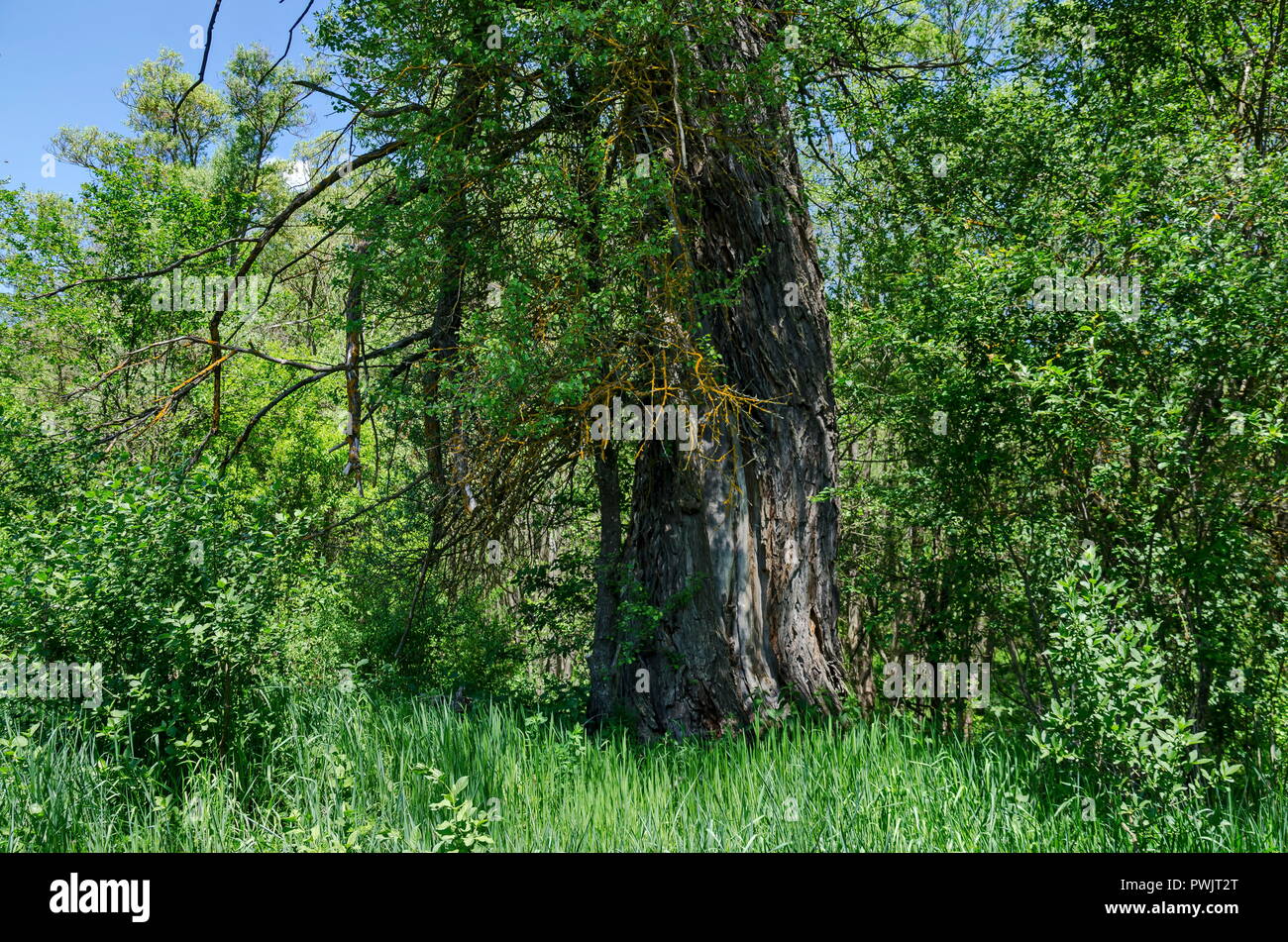Old deciduous tree hi-res stock photography and images - Alamy