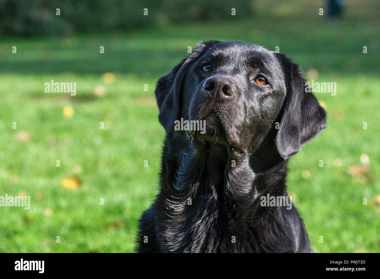 Black Labrador Retriever male adult Stock Photo - Alamy