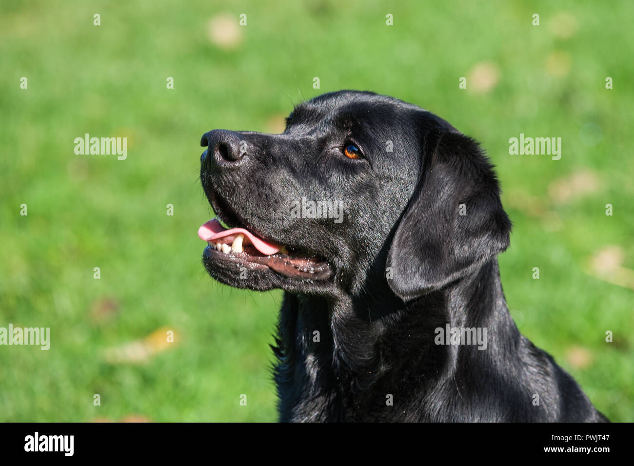 Black Labrador Retriever male adult Stock Photo - Alamy