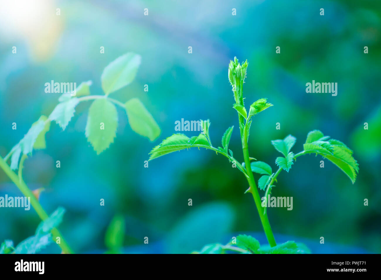 Growing tree branch in the sunlight Stock Photo - Alamy