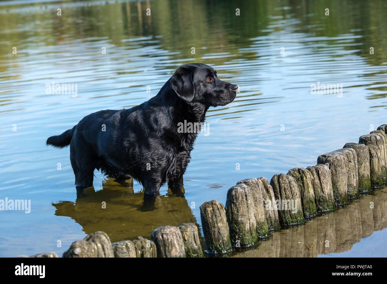 Black Labrador Retriever male adult Stock Photo - Alamy