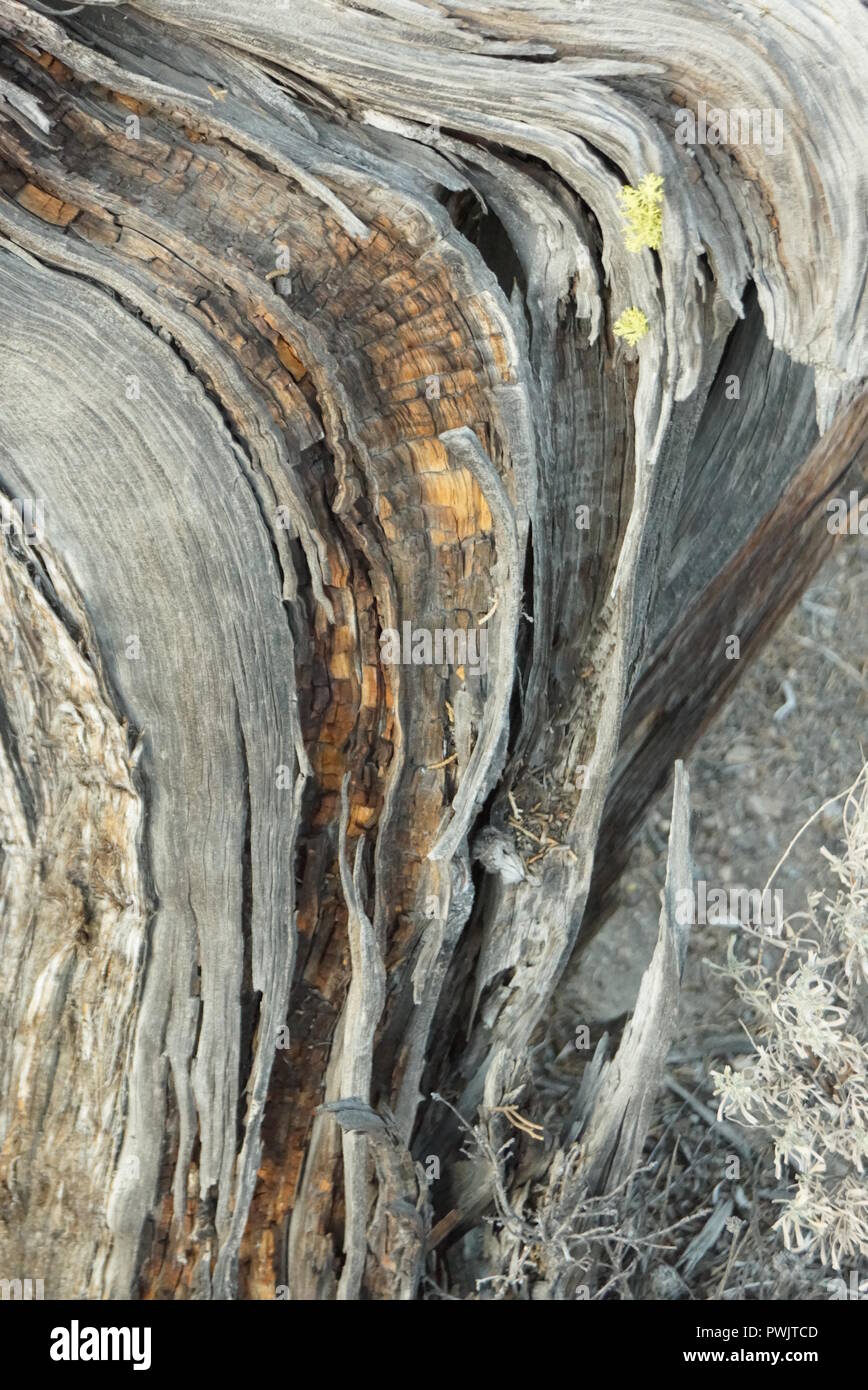 Juniper forms and textures Stock Photo - Alamy