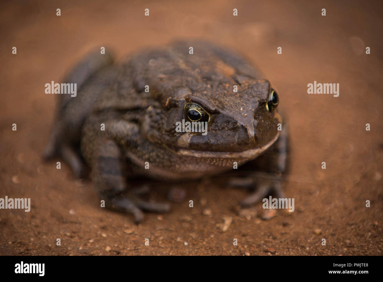 A toad in the African bush. Royal Natal Drakensberg. South Africa Stock ...