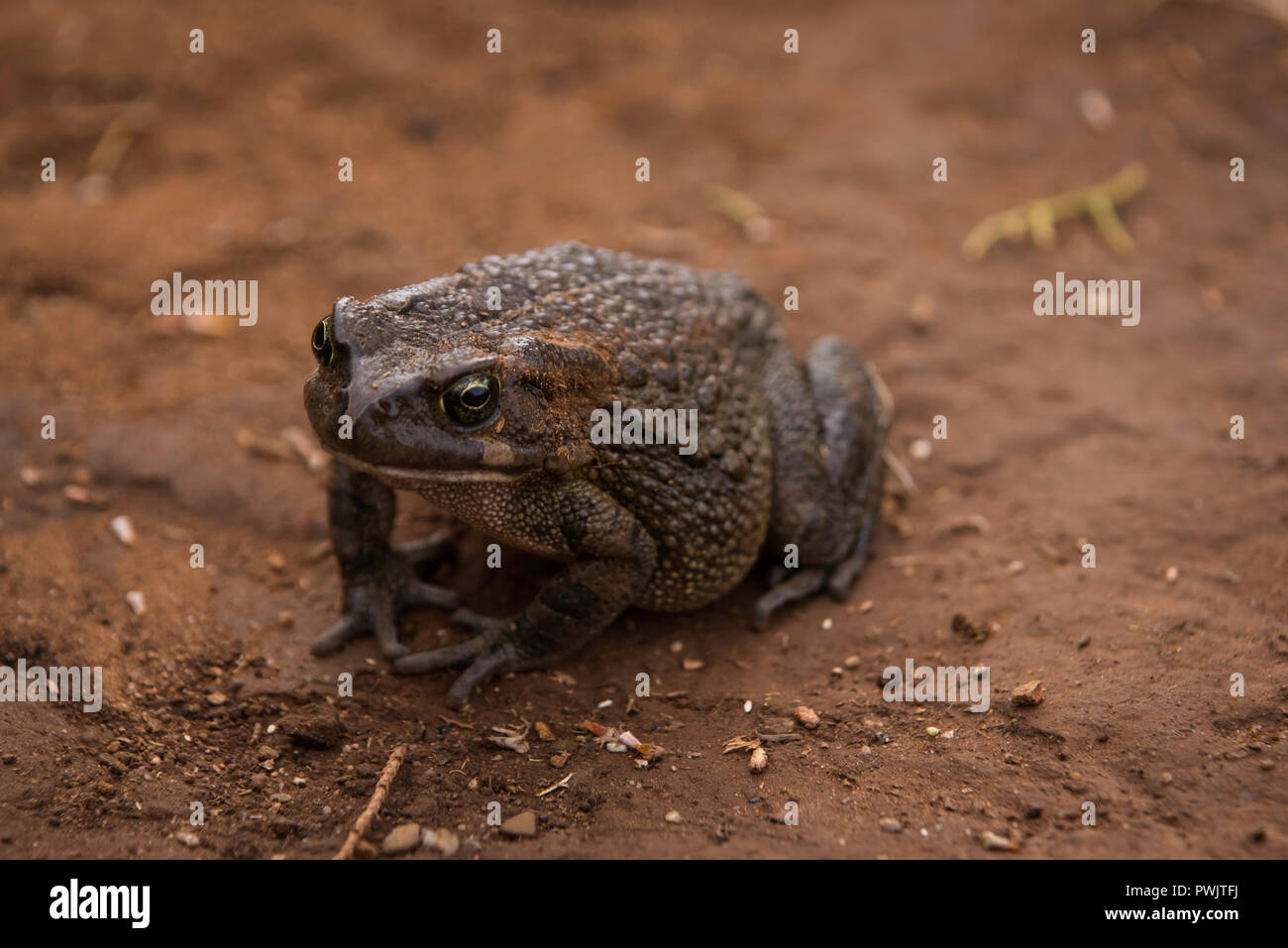 African bullfrog tadpole hi-res stock photography and images - Alamy