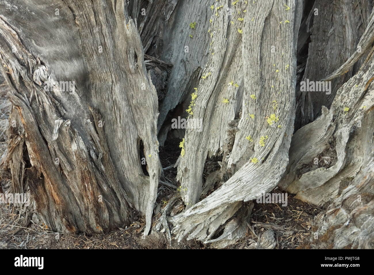 Juniper forms and textures Stock Photo - Alamy