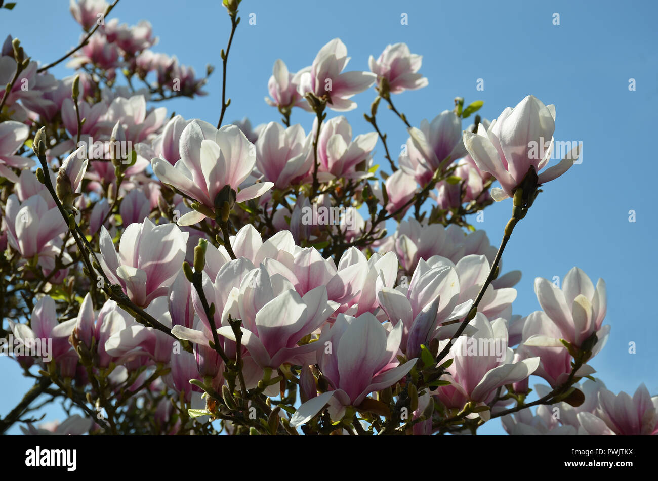 magnolia in spring Stock Photo - Alamy