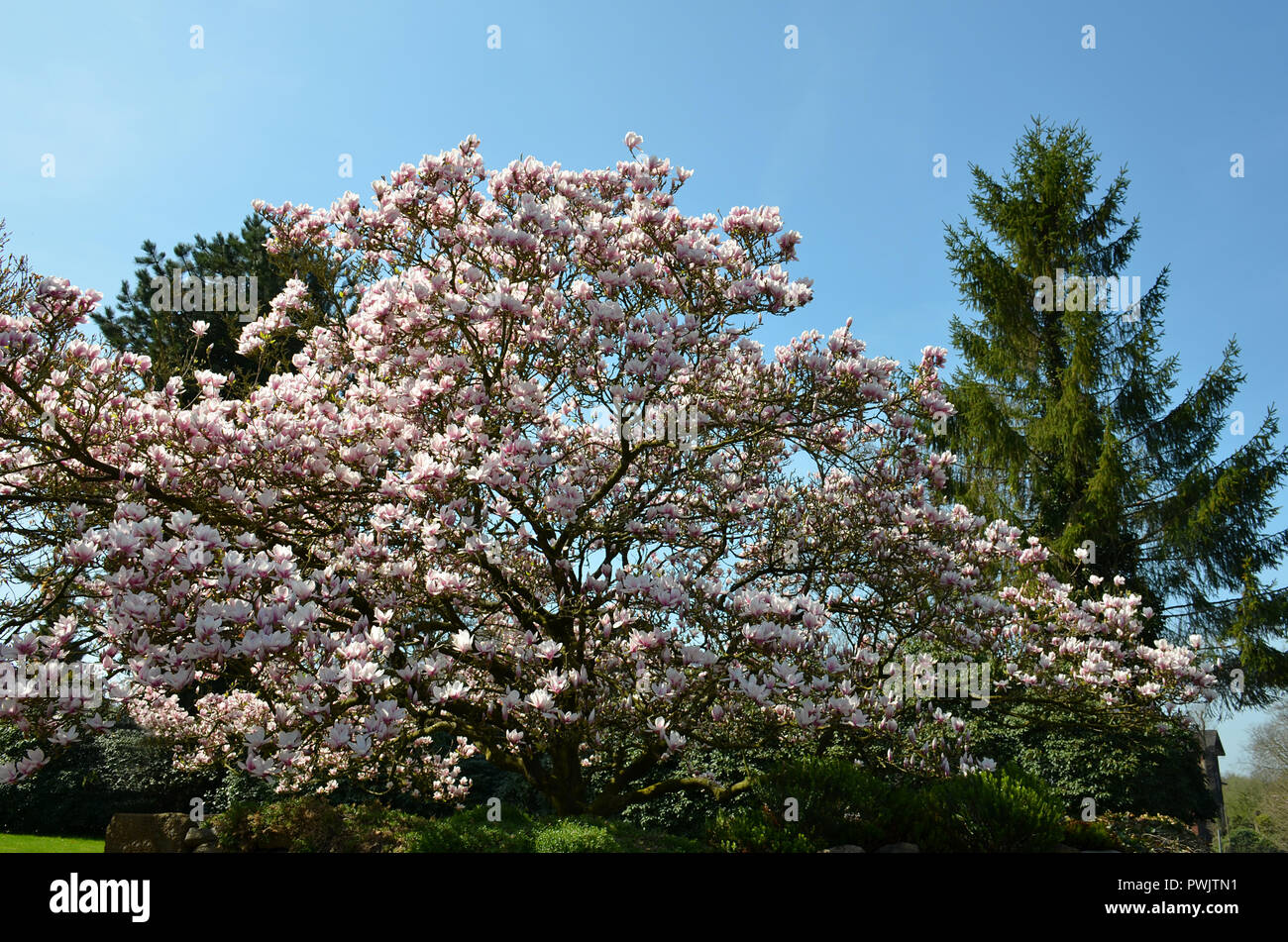 magnolia in spring Stock Photo - Alamy
