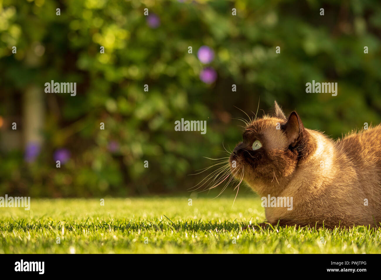 Siam Cat Portrait with blue eyes close up Stock Photo - Alamy