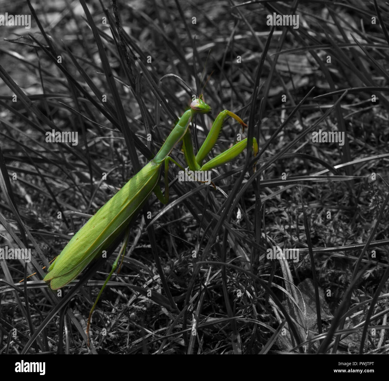 Praying mantis in the grass Stock Photo - Alamy