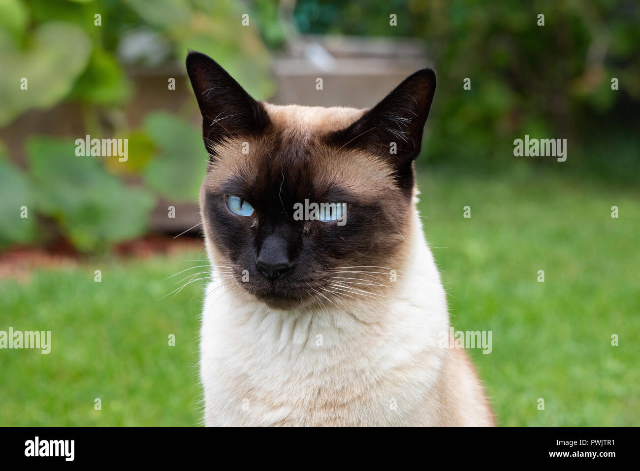 Siam Cat Portrait with blue eyes close up Stock Photo - Alamy