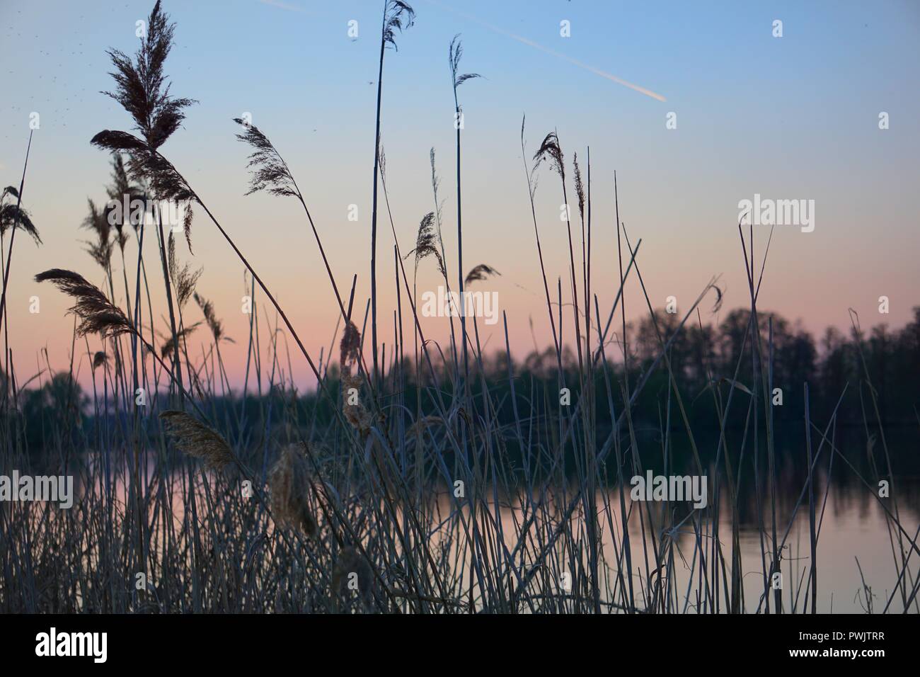 Pure nature in Germany (Brandenburg Stock Photo - Alamy